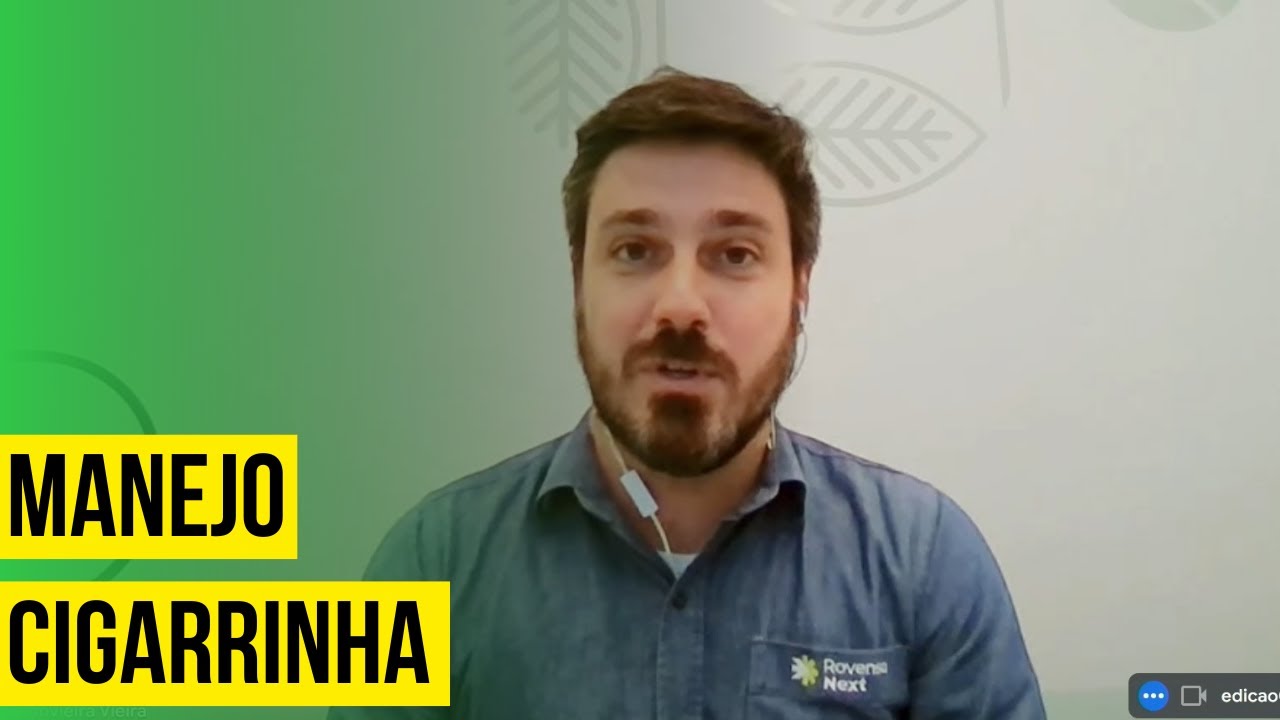 Manejo Da Cigarrinha Sucesso No Campo